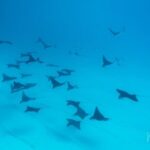 1 Afternoon Dive for Certified Divers in Bora Bora - What to Expect During the Dive