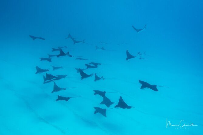 1 Afternoon Dive for Certified Divers in Bora Bora - What to Expect During the Dive