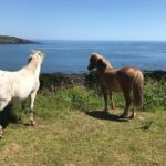 1 Day Exclusively Private Tour Of Phillip Island & The Penguin Parade - FAQ