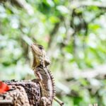 1-Hour Daintree River wildlife cruise - Why This Daintree River Cruise Stands Out