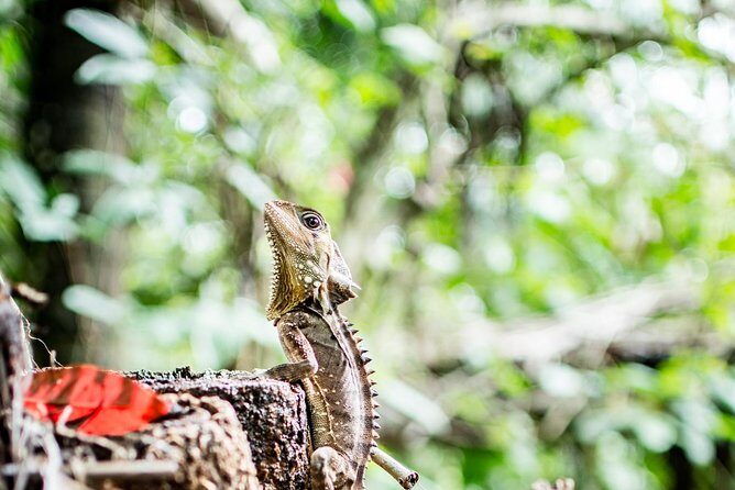 1-Hour Daintree River wildlife cruise - Why This Daintree River Cruise Stands Out