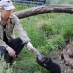 1-Hour Tasmanian Devil Feeding Day Tour at Cradle Mountain - What We Love About the Experience