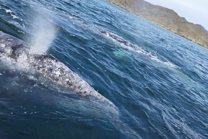 #1 Snorkel La Paz Mexico All Iconic Sites at Once private trip - Who Will Love This Experience?