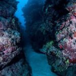 1 Tank Dive for certified divers - Is This Tour Worth It?