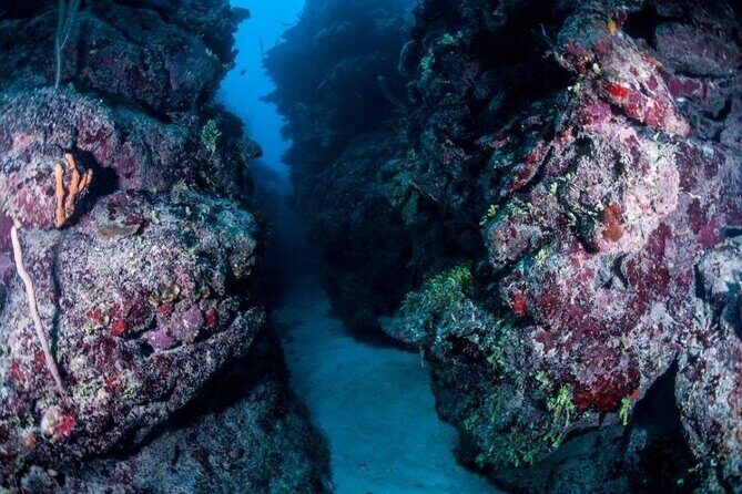 1 Tank Dive for certified divers - Is This Tour Worth It?