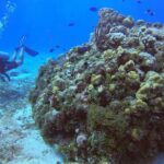 1 Tank Guided Shore Dive Including Equipment - What to Expect on the Tour