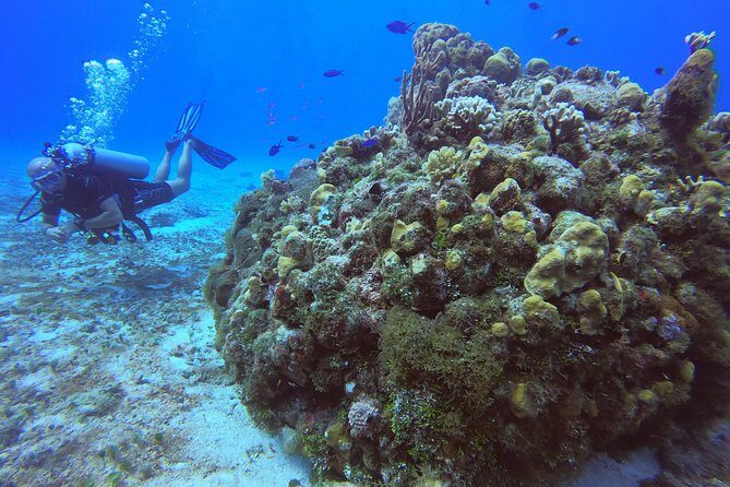 1 Tank Guided Shore Dive Including Equipment - What to Expect on the Tour