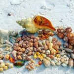 10K Islands Private Shelling Tour - Why This Tour Offers Good Value