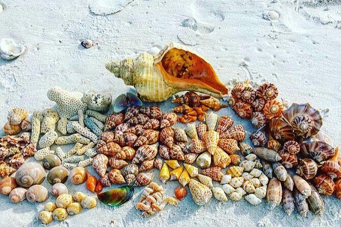10K Islands Private Shelling Tour - Why This Tour Offers Good Value