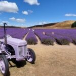 12 Day New Zealand Private Tour from Auckland to Queenstown - Traveling Between Islands and Beyond