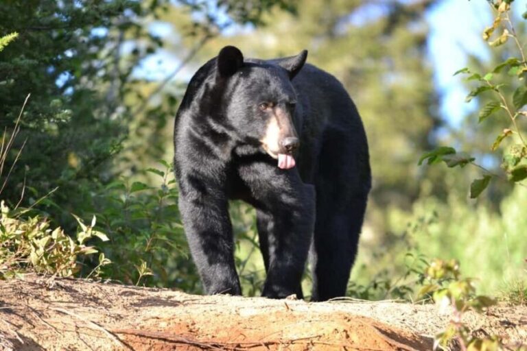 15 min. Tadoussac : Black Bear Observation with Expert Guide - The Value of the Experience