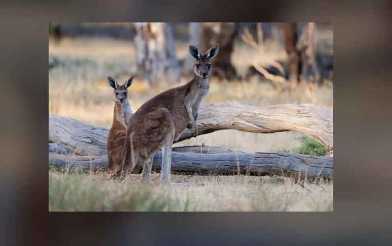 2-Day Kangaroo Island Private Tour - Day 1: Starting with the Highlights and Hidden Gems