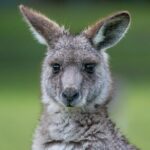 2-Day Melbourne to Adelaide Tour: Great Ocean Road and Grampians One Way Trip - Why the Value Is Hard to Beat