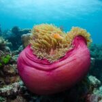 2-Day Snorkelling Experience - Great Barrier Reef Twin Share - Practical Details and Booking Tips