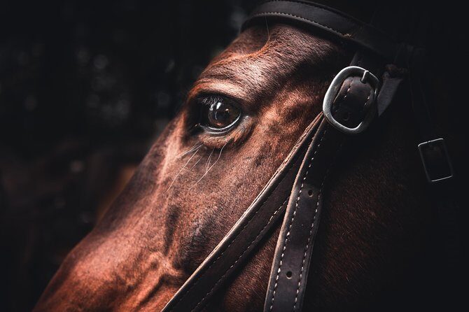 2-Day Sundance Overnight Backcountry Lodge Trip by Horseback - Who Should Consider This Tour?