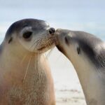 2 day Ultimate Kangaroo Island with return ferry - Why This Tour Represents Good Value