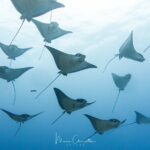 2 Dives in the morning for certified divers in Bora Bora - Why This Tour is Perfect for You