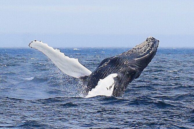 2 Hour Award-Winning Whale and Seabird Boat Tour from St. John's - What to Expect on the Water