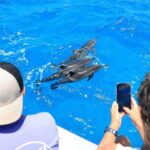 2 Hour Big Island Dolphin Watching and Sea Turtle Snorkel Tour - Authentic Insights from Past Travelers