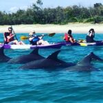 2-Hour Dolphin Kayak & Snorkel Tour on the Broadwater - The Itinerary in Detail