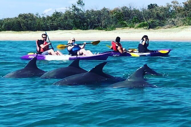 2-Hour Dolphin Kayak & Snorkel Tour on the Broadwater - The Itinerary in Detail