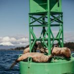 2 Hour Private Marine Wildlife Tour - Key Points