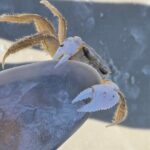 2 Hour Snorkeling and Dolphin Tour - Final Thoughts: Who Is This Tour Best For?