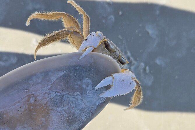 2 Hour Snorkeling and Dolphin Tour - Final Thoughts: Who Is This Tour Best For?