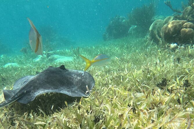2 hour snorkeling in Arrecife de Puerto Morelos - Who Will Love This Experience?