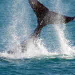 2 Hour Whale-Watching Cruise from Hillarys Boat Harbour - What to Expect from the Whale-Watching Cruise