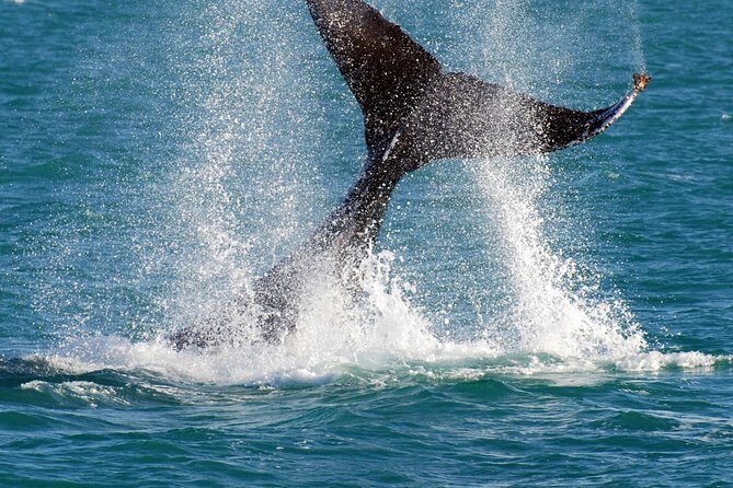 2 Hour Whale-Watching Cruise from Hillarys Boat Harbour - What to Expect from the Whale-Watching Cruise