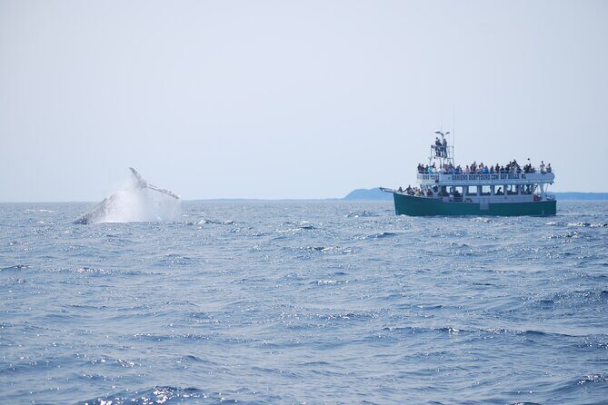 2 Hours Guided Whale and Bird Boat Tour in Bay Bulls - Final Thoughts