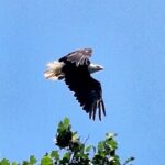 2 hours Starved Rock single Kayak Rental - Who Is This Experience Best For?