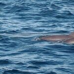 2 Hours Swim with the Dolphins in Panama City - Who Will Love This Tour?