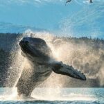 2 hr Private Custom Tour of Ketchikan (4 people) Wildlife + More - Who Will Love This Tour?