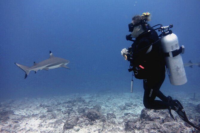2 Tank (1 Day) Guided Diving for Certified Divers - Denarau Marina - Why This Tour Delivers Excellent Value