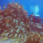 2 Tanks Scuba Diving in Punta Cancun Reefs for Certified Divers - The Practicalities