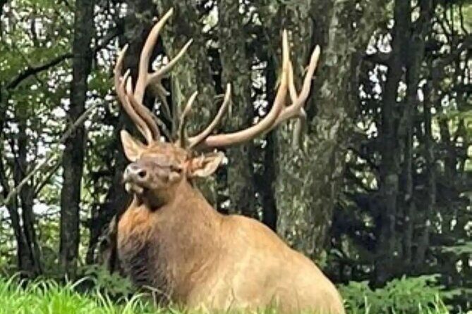 3 - 3.5 HR Smoky Mtn. Cherokee Eco Elk Safari Jeep Adventure - Practical Tips