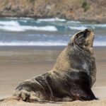 3 Day 2 Night New Zealands South Southern Highlights Tour - The Complete 3-Day Experience