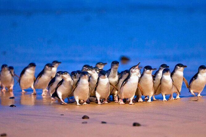 3 Day Combo: Great Ocean Road, Penguin Parade and FREE City Tour - An In-Depth Look at the Itinerary