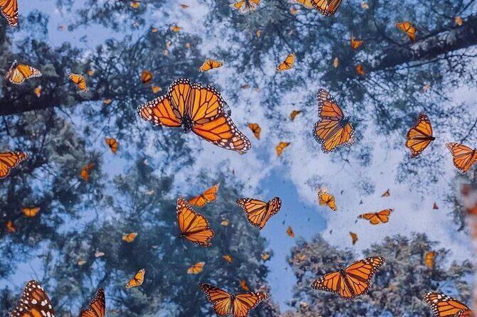 3 day Tour to Discover the Magic of Mexico & Monarch Butterflies - Authentic Experiences and Hidden Gems