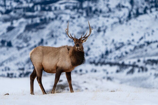 3 Day Wildlife Photography Tour in Yellowstone National Park - Who Would Love This Tour?