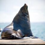 3-Hour Dolphin and Seal Sightseeing Cruise, operated with swim tour passengers - The Authentic Experience: What Reviewers Say