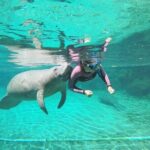 3 Hour Guided Manatee Snorkel - The Small Details That Make a Difference