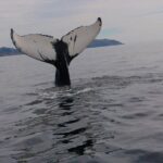 3 Hour Ocean Safari by Zodiac Boat -Whales & Icebergs seasonally - Who Will Love This Tour?