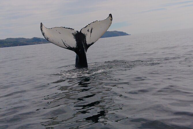 3 Hour Ocean Safari by Zodiac Boat -Whales & Icebergs seasonally - Who Will Love This Tour?