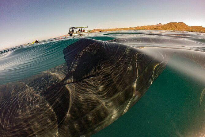 3 Hours La Paz Whale Shark First Class Snorkeling Tour - Introduction