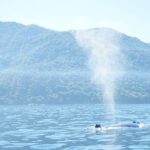 3 Hours of Whale Watching in Puerto Vallarta - Practical Details & Tips