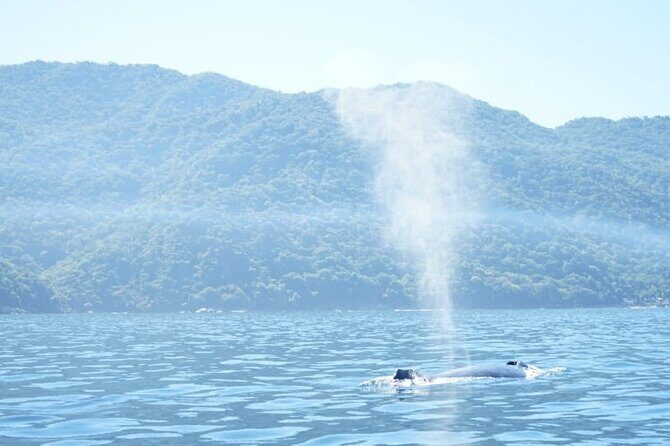 3 Hours of Whale Watching in Puerto Vallarta - Practical Details & Tips