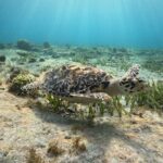 3 in 1 Jungle Tour Adventure Cancun - Who Should Consider This Tour?